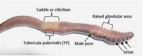 Science On The Spectrum Garden Earthworm Bothering Part 2 Identification