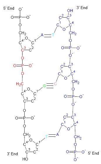 Filedna Structure Wikimedia Commons