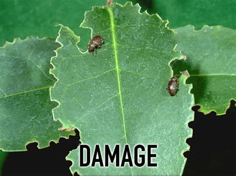 Strawberry Root Weevil