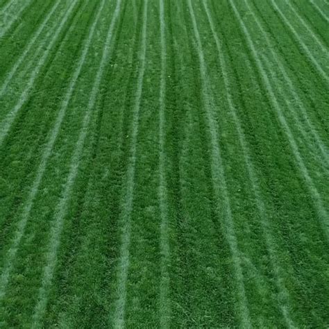 Combat Extreme Transition Zone Transition Zone Grass Seed