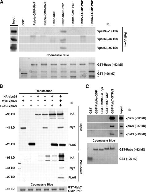 Binding Of The Retromer Vps Subcomplex To Active Rab7 A A Triton