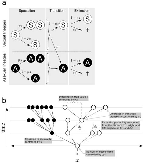 Schematic Representation Of The Models Developed Here For Exploring The Download Scientific