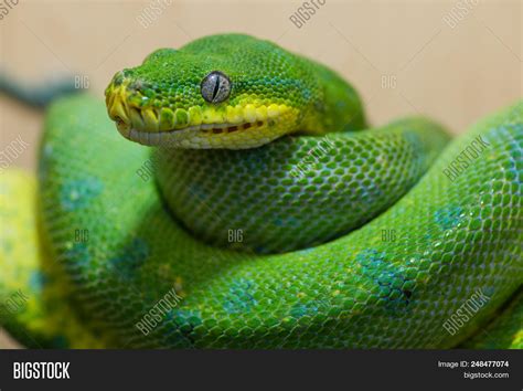 Green Tree Python Eye