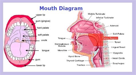 Anatomy Charts Diagrams Graphs