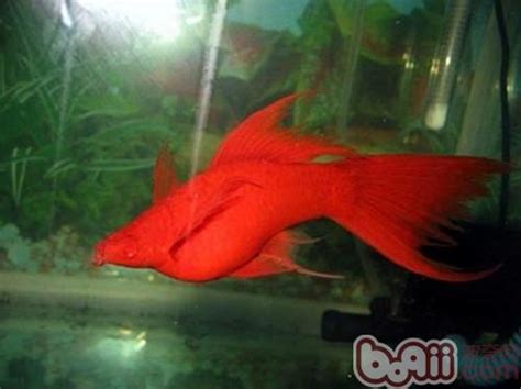 红剑鱼价格图片纯种红剑鱼幼犬多少钱一只红剑鱼好养吗 波奇网