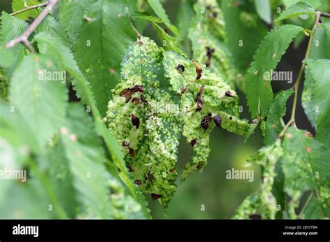 Gall Of Elm Grass Aphid Or Elm Sack Gall Aphid Tetraneura Ulmi On