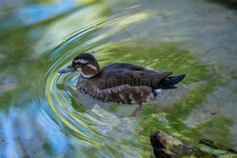 A Bunch Of Mallards In Tucson Arizona Stock Image Image Of Mammal