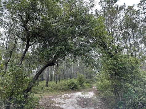 Richloam Wildlife Management Area Se Quarter Infinity Loop Florida Gps Trail Map Conditions