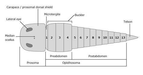 Chasmataspidida Academialab