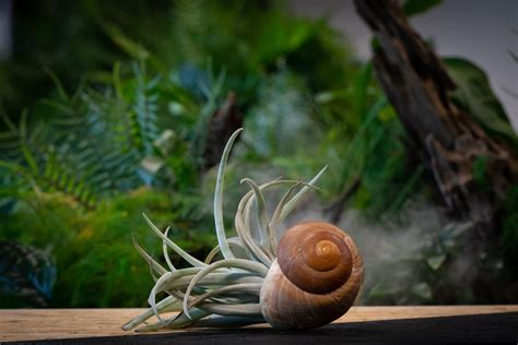 Oc Cassiopeia Rcharacterdrawing