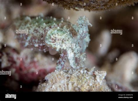 Beautiful Cuttlefish Changing The Texture Of Its Skin To Camouflage On Coral Reef Stock Photo
