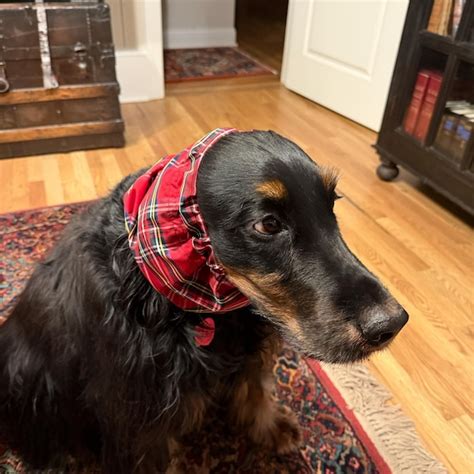 Snood For Cocker Spaniel Etsy