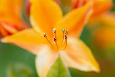 「azelea」の写真素材 125件の無料イラスト画像 Adobe Stock