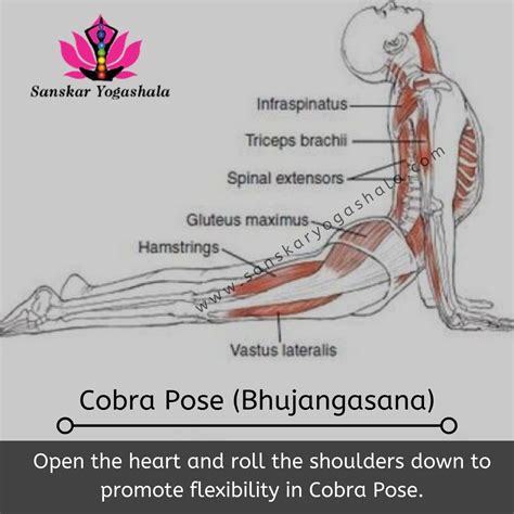 Cobra Pose Anatomy Yoga For Strength And Health From Within