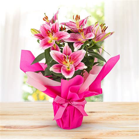 Mandarin Lily Plant T Bandm Flowers