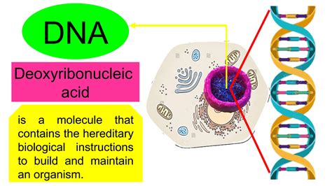 Dna Powerpoint Presentation Science 10 Pptx