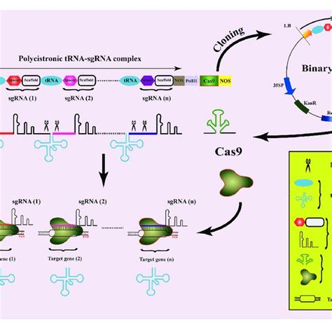 Schematic Presentation Of Multiplex Genome Editing Strategy In Date