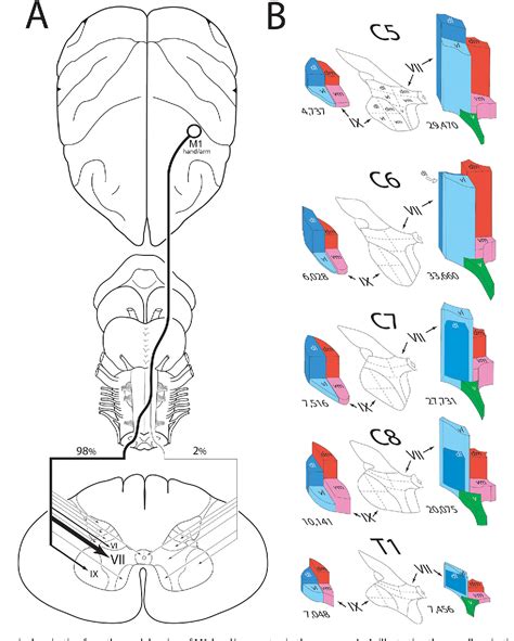 Figure 1 From The Corticospinal System And Amyotrophic Lateral