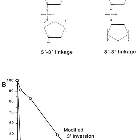 The 3 3 Internucleotide Linkage And Its Effect On The Serum Nuclease