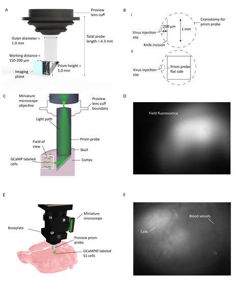 Multi Layer Cortical Ca2 Imaging In Freely Moving Mice With Prism Probes And Miniaturized