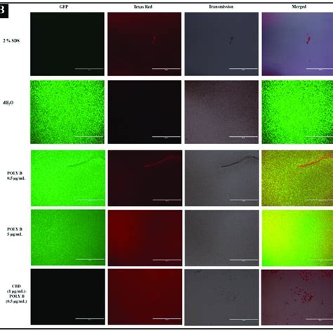 Percent Inhibition Of Both Mono Treatment At Mic And Co Treatment At