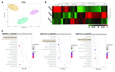 Transcriptome Analysis During The Development Of Junzao Jujube
