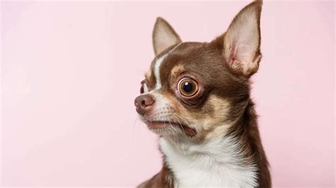 Un Chihuahua Se Fait Sauvagement Tuer Par Un Cycliste Enragé
