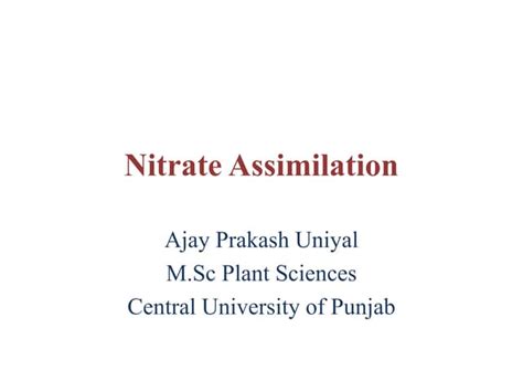 Nitrate Assimilation Pptx