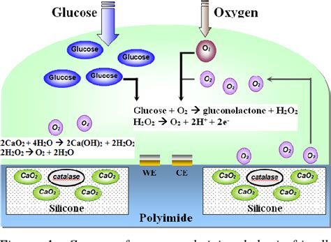 Figure 1 From Brain Friendly Amperometric Enzyme Biosensor Based On Encapsulated Oxygen