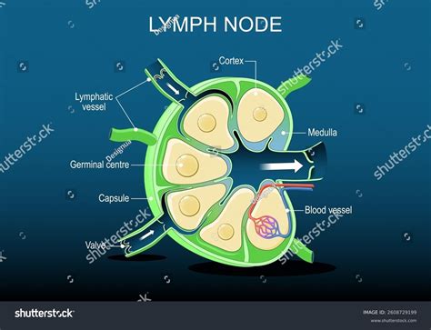 Lymph Node Anatomy Cross Section Lymph Stock Vector Royalty Free 2608729199 Shutterstock