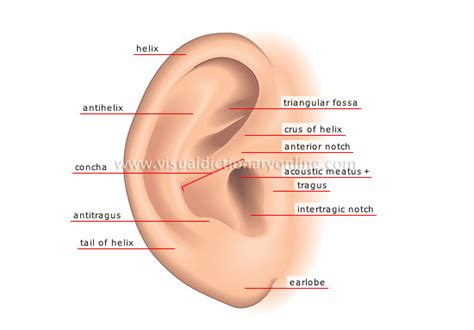 Ear Pinna Helix