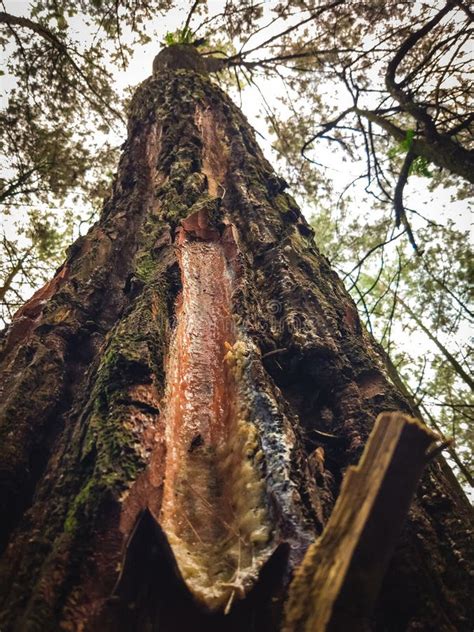 Rubber Tree In The Forest With Incision To Get The Sap Stock Image Image Of Wildlife Latex
