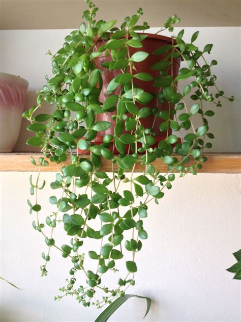 32 Hanging House Plant Names