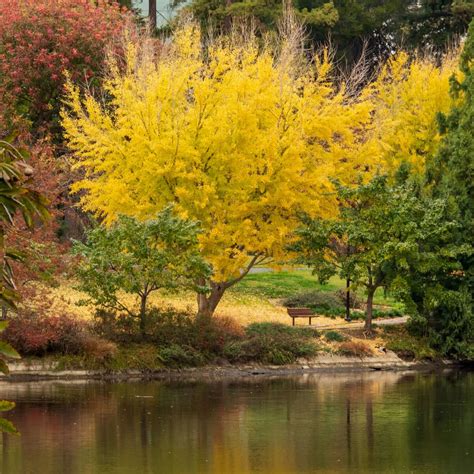 Ginkgo Biloba Tree Autumn Gold