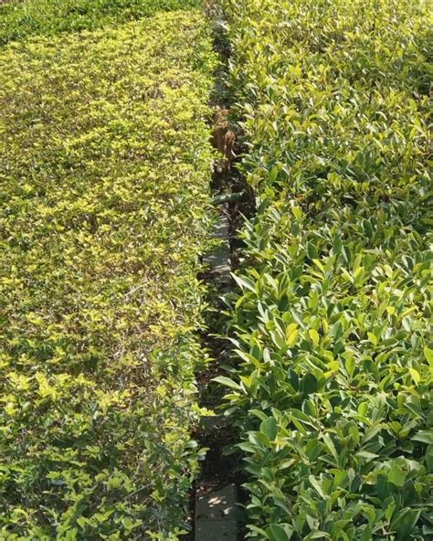 Carol To 陶禧玲 生活的小點滴～ 手殘的我終於學會了一兩種綁頭髮的方式 圖二有看到會隱身術的貓貓嗎⁎⁍̴̛ᴗ⁍̴̛