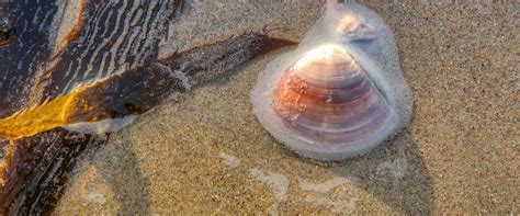 Pismo Beach Beaches Outdoor Activities And Attractions