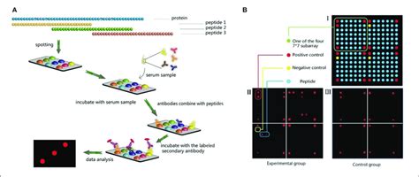 Microarray Design And Experimental Procedures A Peptides Design Download Scientific