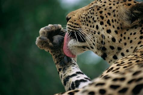 Lion Tongue Spikes