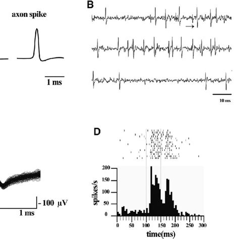 The Differentiated Neurons Have Typical Action Potential Waveforms Of A