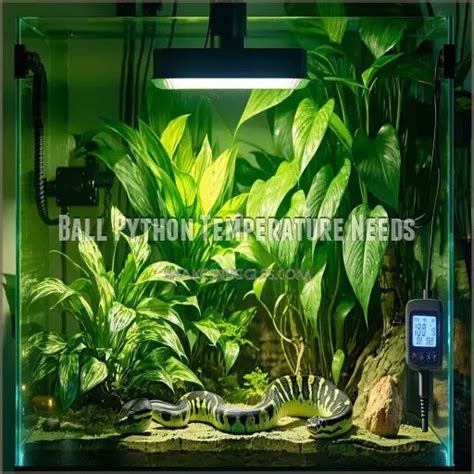 Ideal Temperature Humidity Ball Python Expert Care Secrets