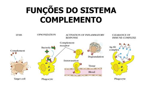 Sistema Complemento