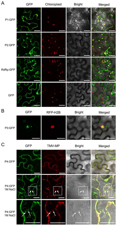 Subcellular Localization Of Viral Proteins Of Pscyv Was Observed With