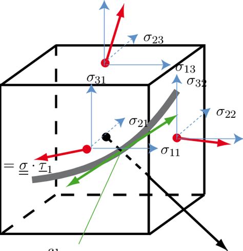Cauchy Cube Adapted To Muscle Tissue We Represent The Cauchy Stress