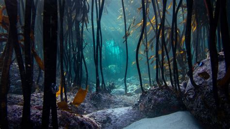 Kelp Forest
