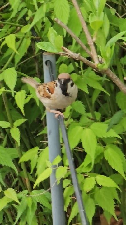 출렁 출렁 출렁다리 위의 참새 한마리 Youtube