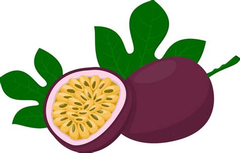 Passion Fruit Cartoon Vector Art Icons And Graphics For Free Download