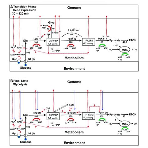 Metabolic Fluxes Cell Signaling And Gene Expression During The Download Scientific Diagram