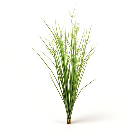 Premium Ai Image Juncus Effusus Sage Green A Common Rush Stem