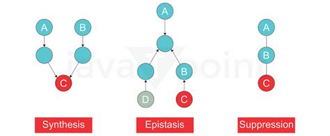 Gene Interaction Tpoint Tech