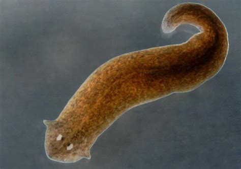 Scientists Find Single Cell That Can Be Used To